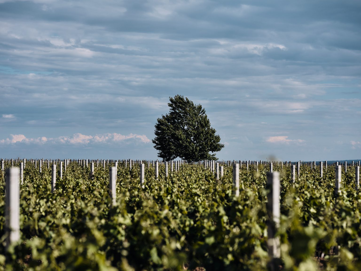 Despre - Pescobar Winery and Resort